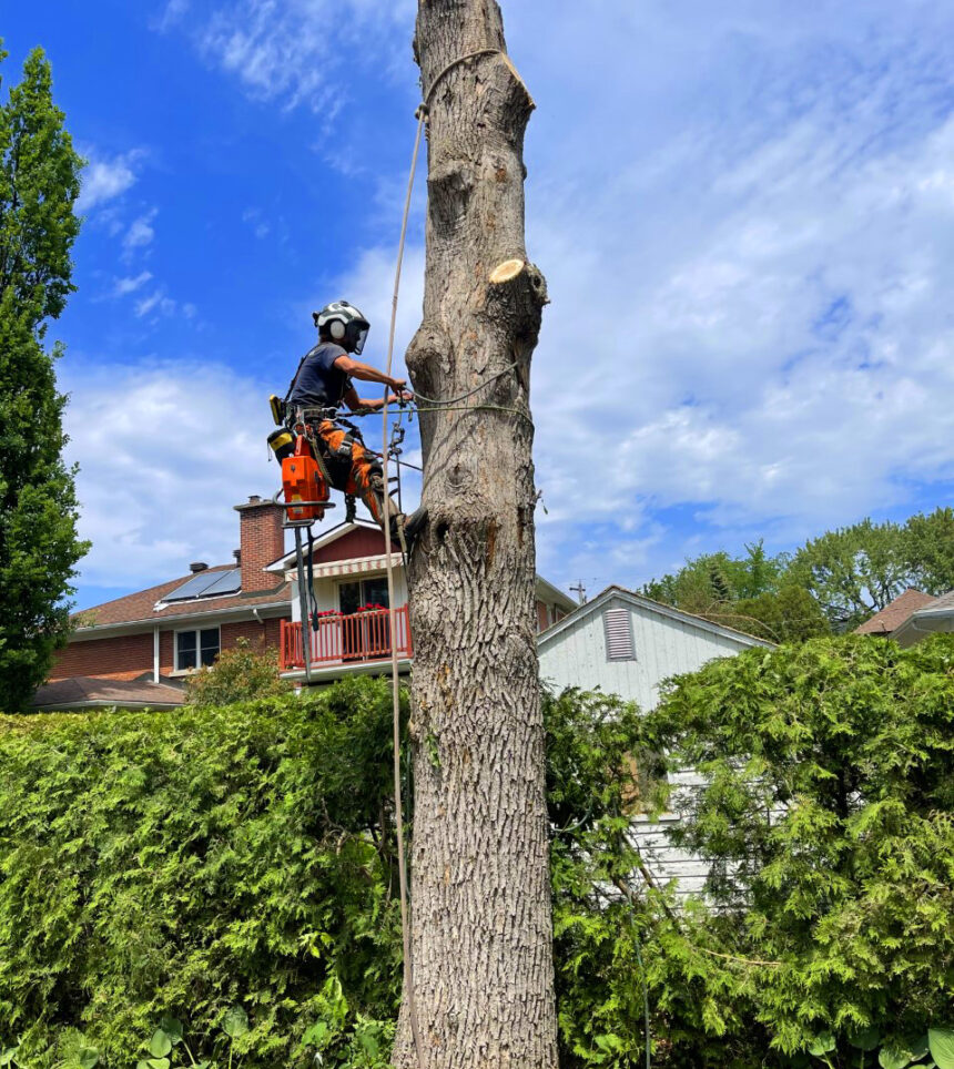 Abattage d'arbres, élagage et plus - Service d'arbres Rive-Sud
